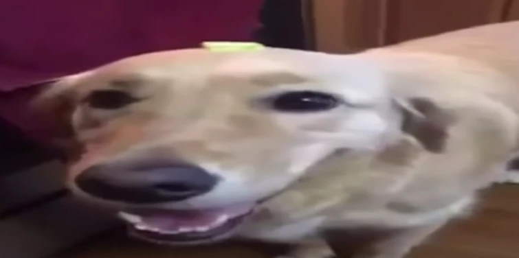 normally around this time people would say "DEAD WIKI" | Fandom