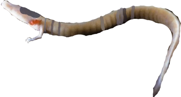 OKIE DOKIE SO FERN AND PARISIA | Fandom