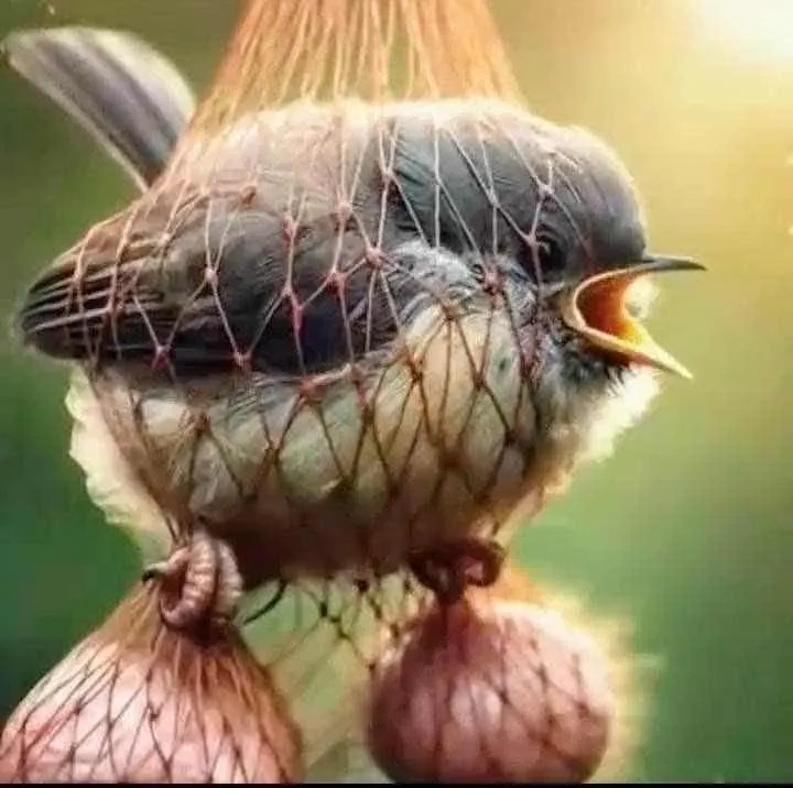 What happened to the smiler page | Fandom