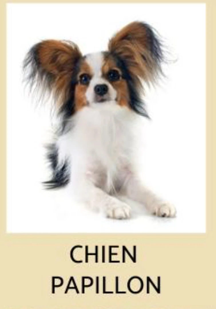 Which dog breeds would you like to see in The Paw Patrol? | Fandom