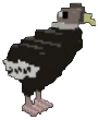 Guard Condor | Beaks Wiki | Fandom