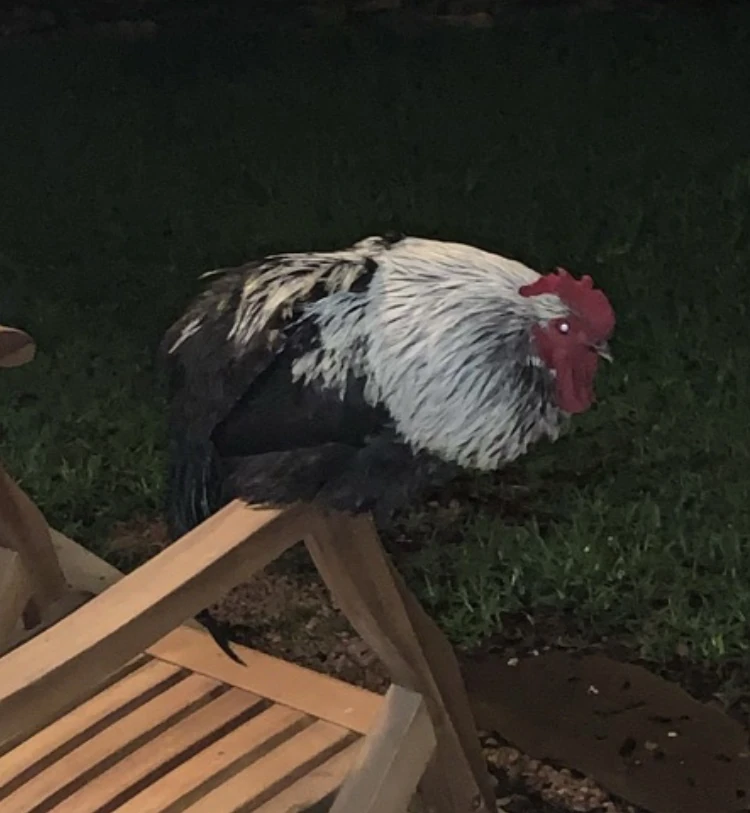 Reginald | Beanie Boo Survivor Wiki | Fandom