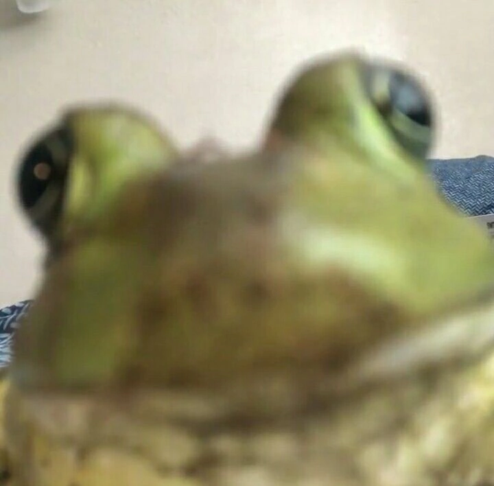 Frog On Tha Floor | Beans On Toast Wiki | Fandom