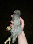 IceCorbinTheAwsome | BEAR ALT Wiki | Fandom