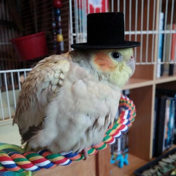 Choco | Beard Bois Wikia | Fandom