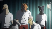 Tao/Image Gallery | Beastars Wiki | Fandom
