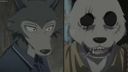 Gohin/Image Gallery | Beastars Wiki | Fandom