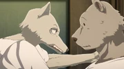 Legoshi/Historia | Beastars Wiki | Fandom