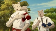 Legoshi/Historia | Beastars Wiki | Fandom