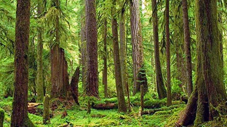 Orca Cove | Beasts of the Briar Wiki | Fandom