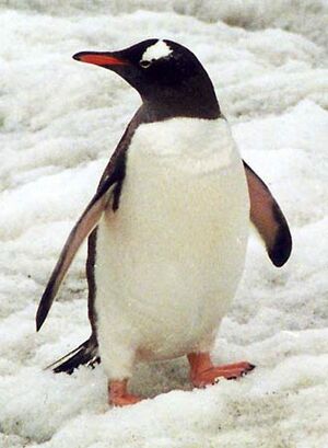 Gentoo Penguin | Beast Wars Transformers Wiki | Fandom