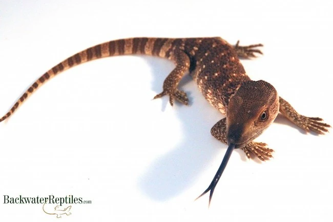 Monitor Lizard | Beast Wars Transformers Wiki | Fandom