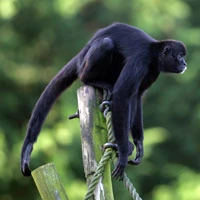 Spider Monkey | Beast Wars Transformers Wiki | Fandom