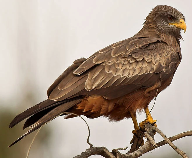 Yellow-billed kite | Beast Wars Transformers Wiki | Fandom