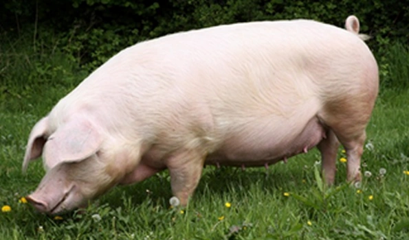 Pig | Beast Wars Transformers Wiki | Fandom