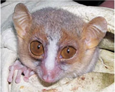 Bongolava mouse lemur | Beast Wars Transformers Wiki | Fandom