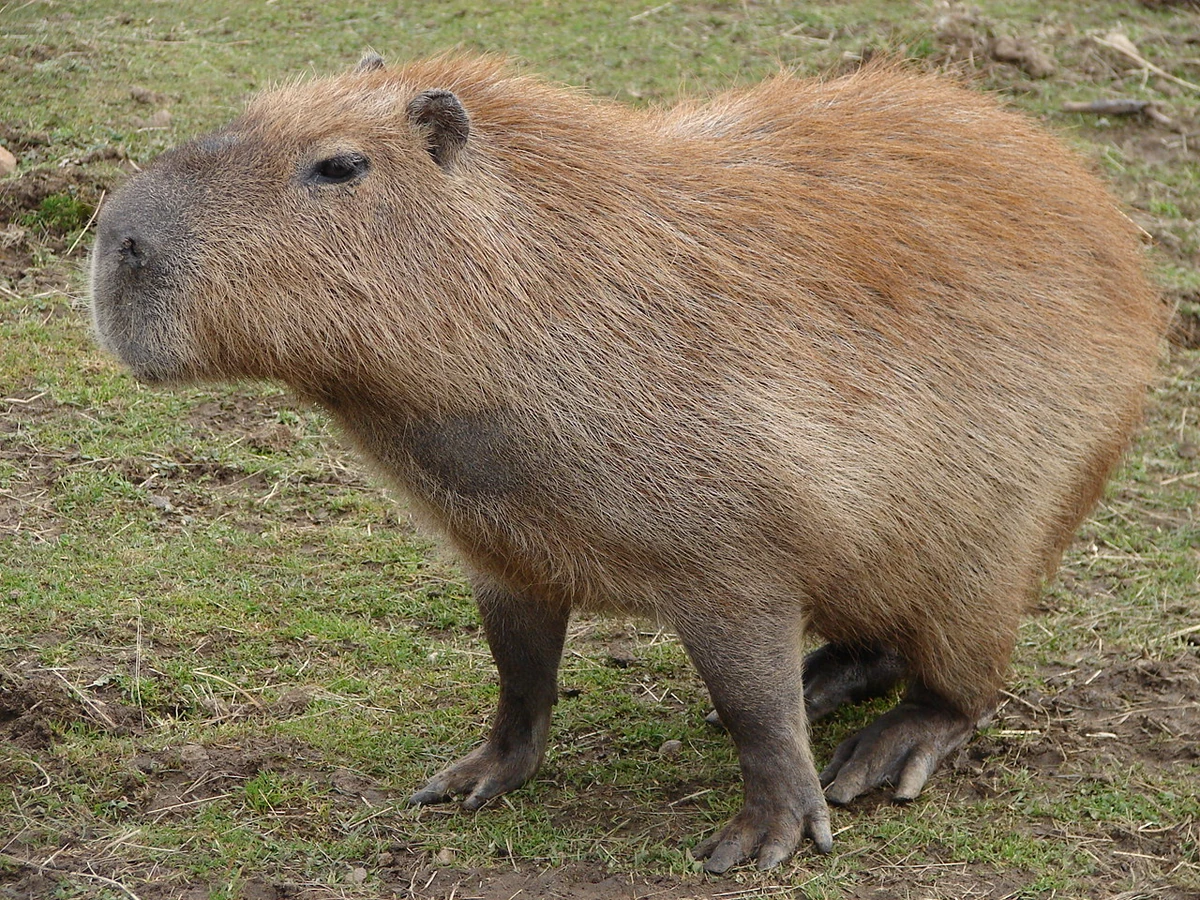 Capybara | Beast Wars Transformers Wiki | Fandom