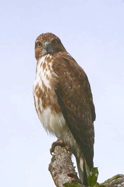 Madagascar buzzard | Beast Wars Transformers Wiki | Fandom