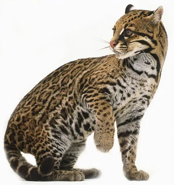 Ocelot Gold Animal Redapedia Fandom Powered By Wikia