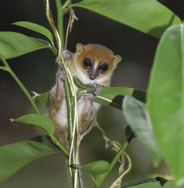 Margot Marsh's mouse lemur | Beast Wars Transformers Wiki | Fandom