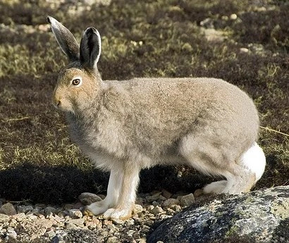 Arctic Hare | Beast Wars Transformers Wiki | Fandom