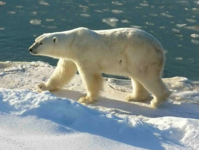 Polar Bear | Beast Wars Transformers Wiki | Fandom