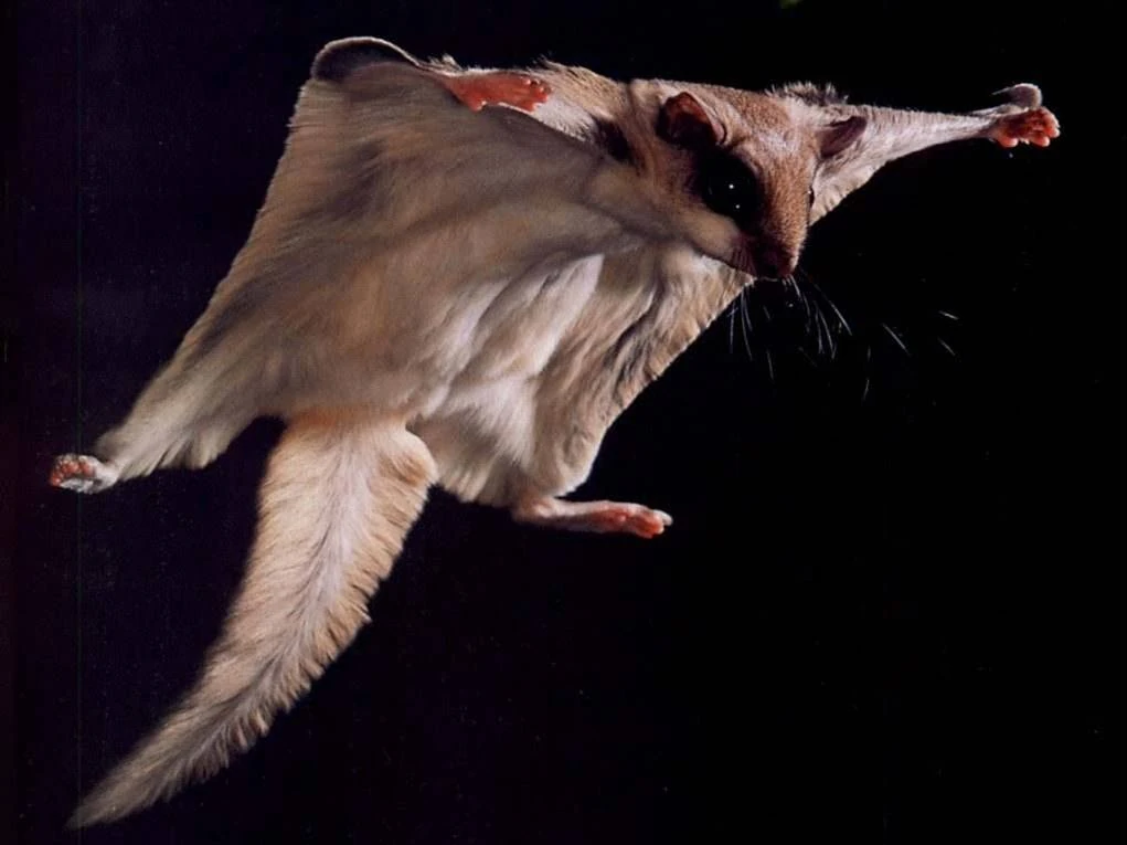 Flying Squirrel | Beast Wars Transformers Wiki | Fandom