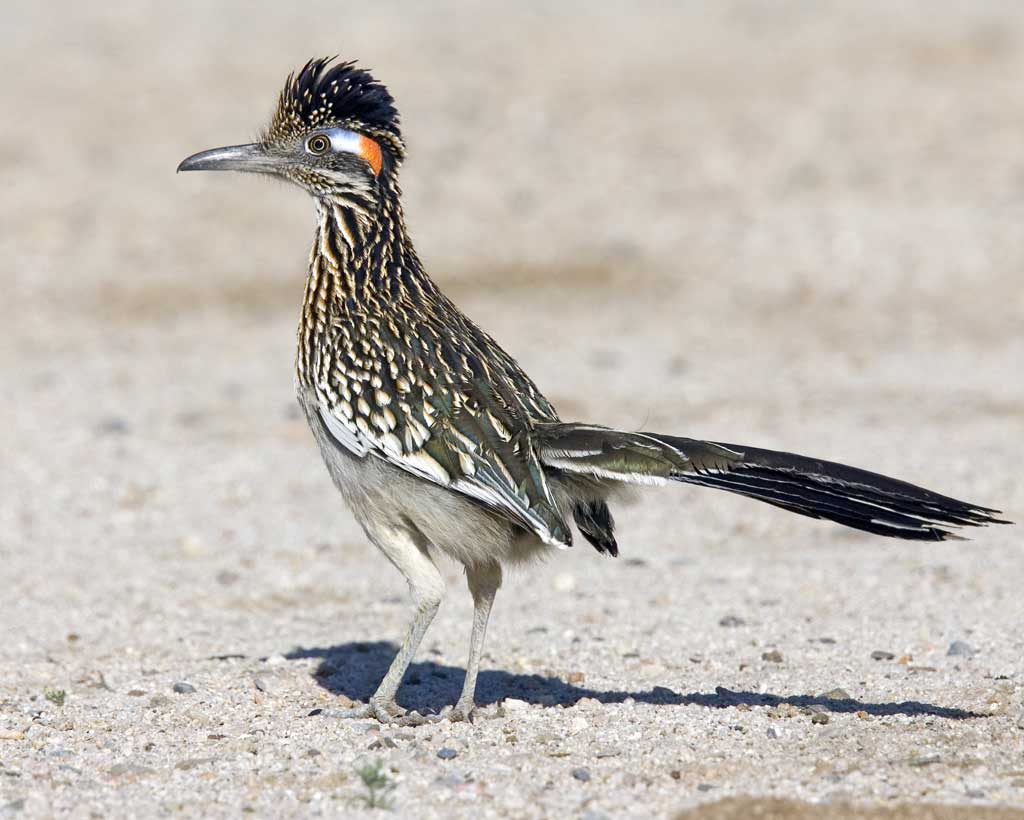 Roadrunner | Beast Wars Transformers Wiki | Fandom Roadrunner | Beast Wars Transformers Wiki | Fandom