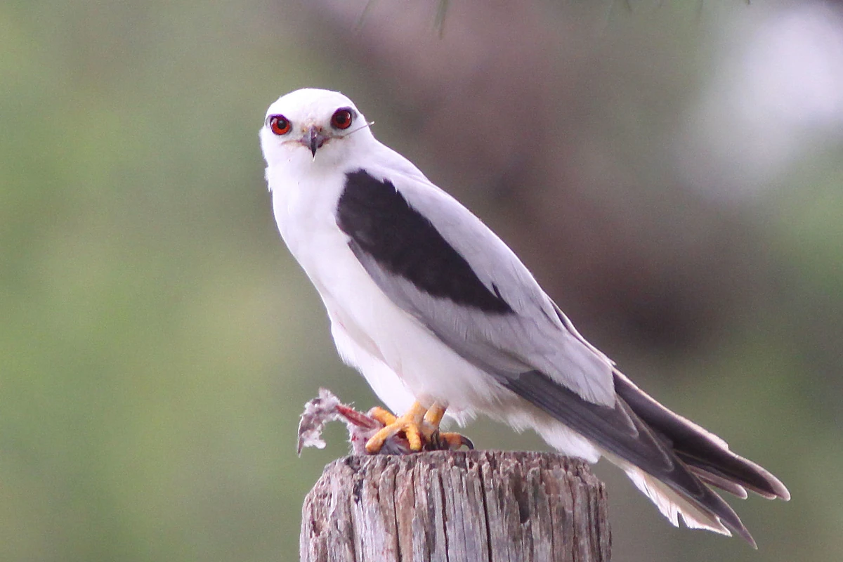 Black-shouldered Kite | Beast Wars Transformers Wiki | Fandom