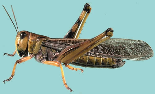 Locust | Beast Wars Transformers Wiki | Fandom