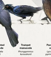 Birds of Paradise | Beast Wars Transformers Wiki | Fandom