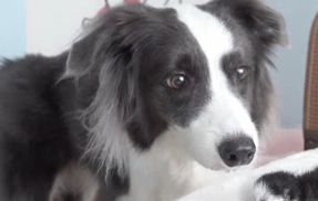 Border Collie | Beast Wars Transformers Wiki | Fandom