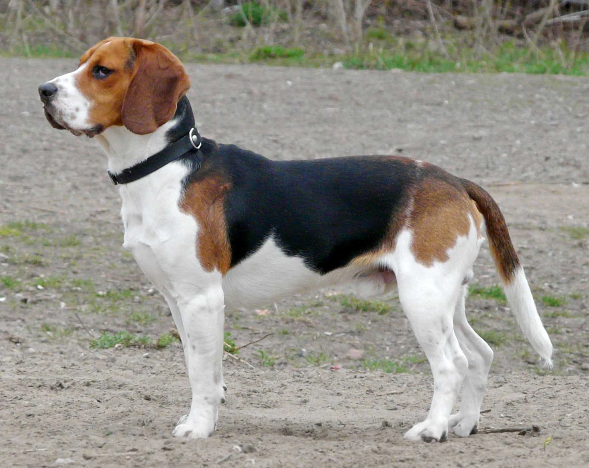 Beagle Dog | Beast Wars Transformers Wiki | Fandom