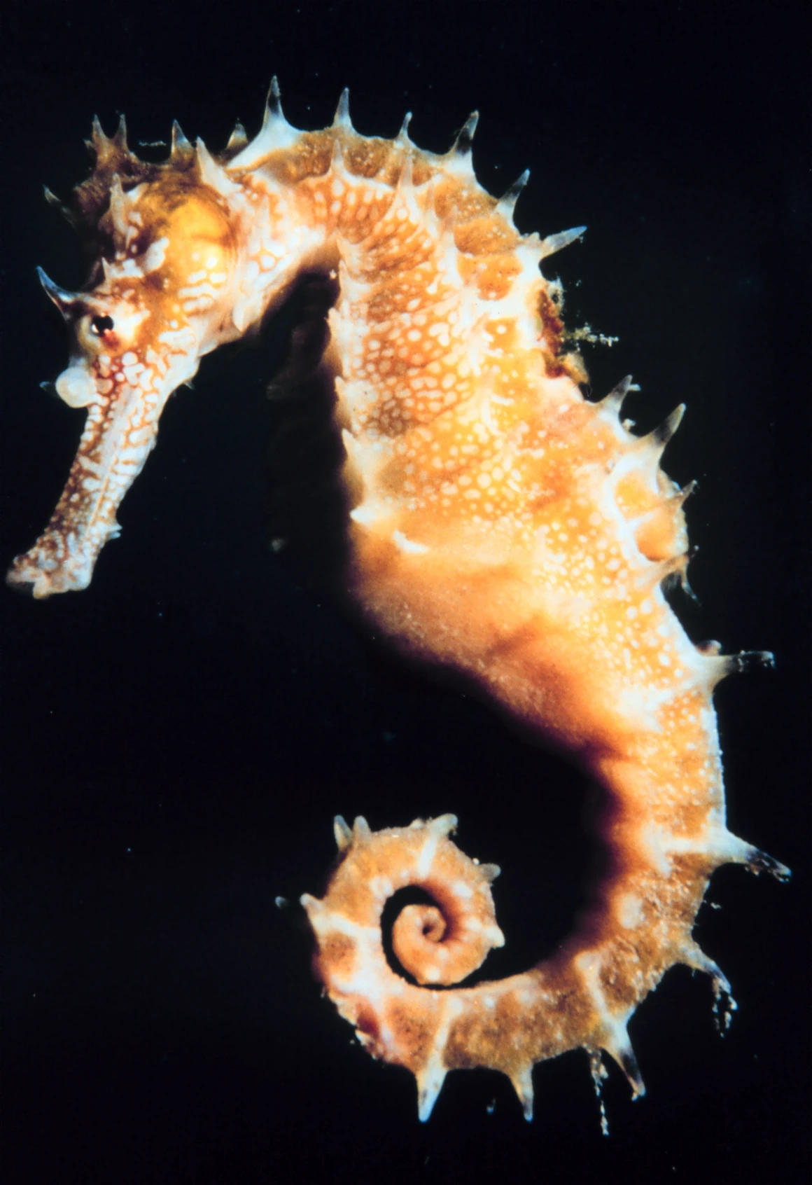 Seahorse | Beast Wars Transformers Wiki | Fandom