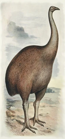 Moa Bird | Beast Wars Transformers Wiki | Fandom