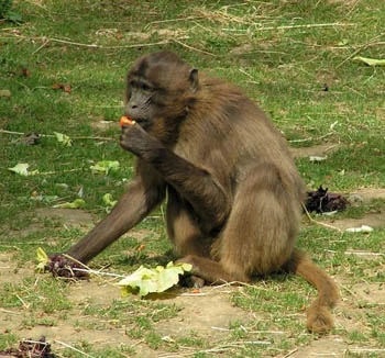 Gelada | Beast Wars Transformers Wiki | Fandom