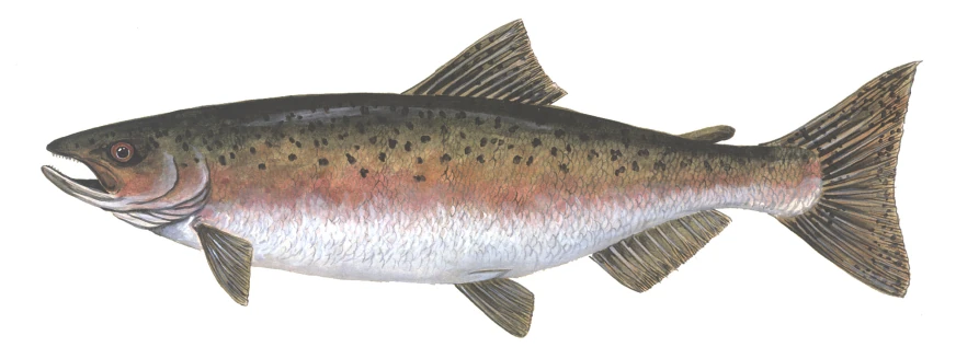 Salmon Fish | Beast Wars Transformers Wiki | Fandom