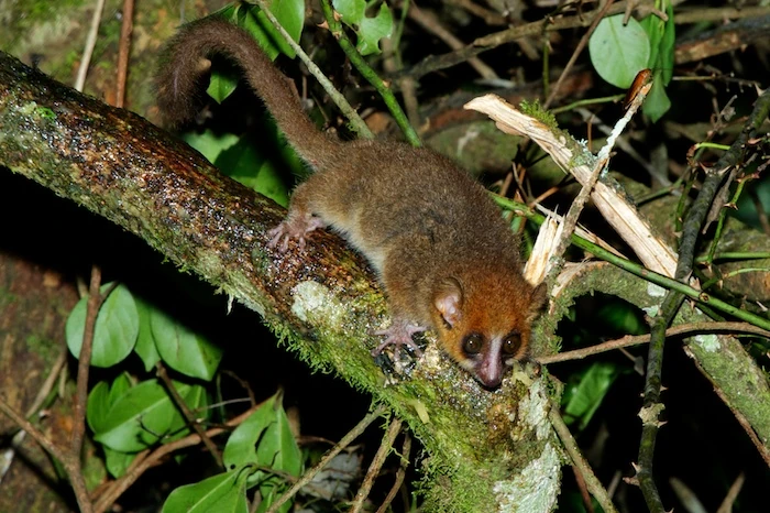 Goodman's mouse lemur | Beast Wars Transformers Wiki | Fandom