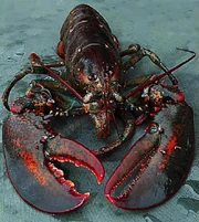 Lobster | Beast Wars Transformers Wiki | Fandom