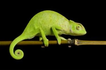 Chameleon | Beast Wars Transformers Wiki | Fandom