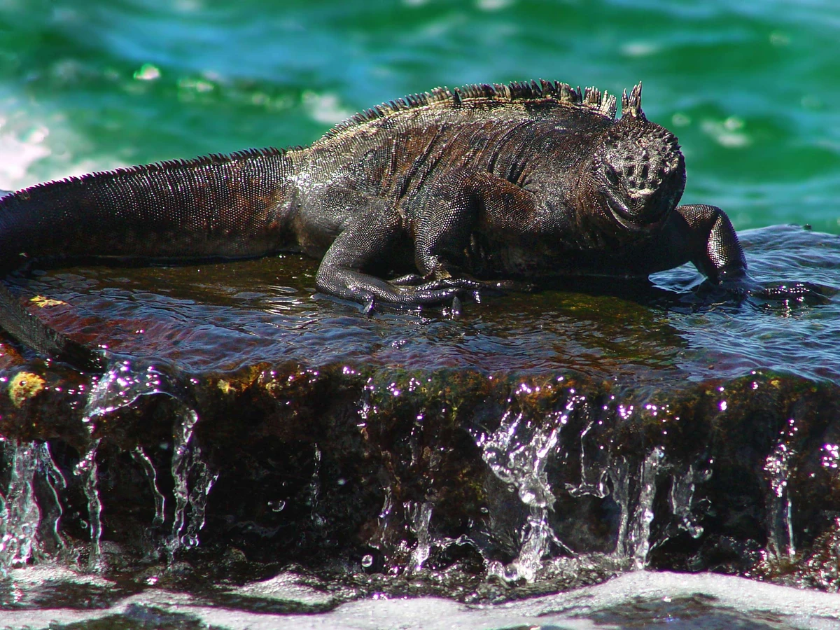 Marine iguana | Beast Wars Transformers Wiki | Fandom