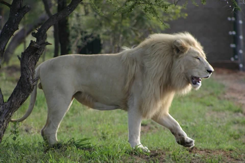 Lion | Beast Wars Transformers Wiki | Fandom