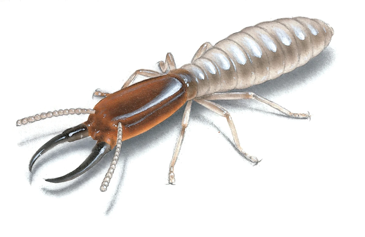 Termite | Beast Wars Transformers Wiki | Fandom