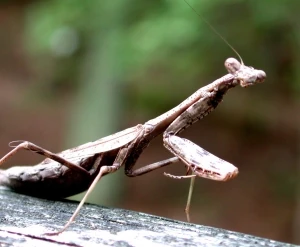 Praying Mantis | Beast Wars Transformers Wiki | Fandom