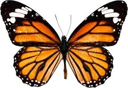 Butterfly | Beast Wars Transformers Wiki | Fandom