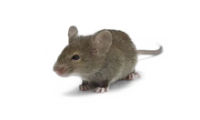 Mouse | Beast Wars Transformers Wiki | Fandom