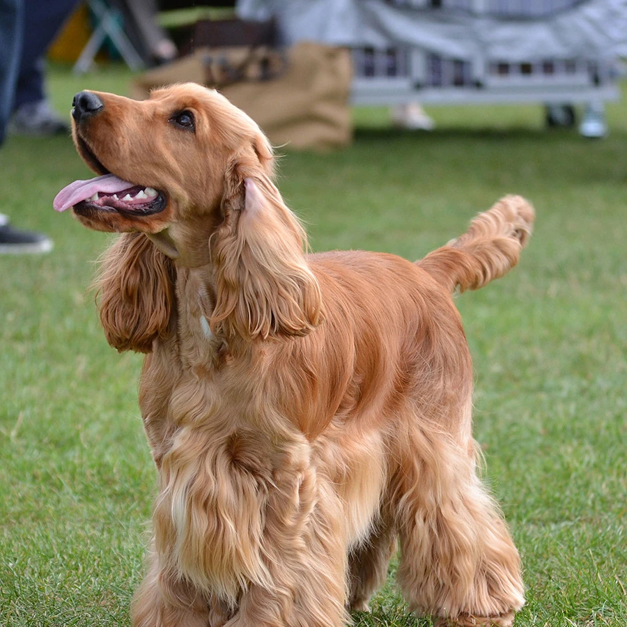 Cocker Spainel | Beast Wars Transformers Wiki | Fandom