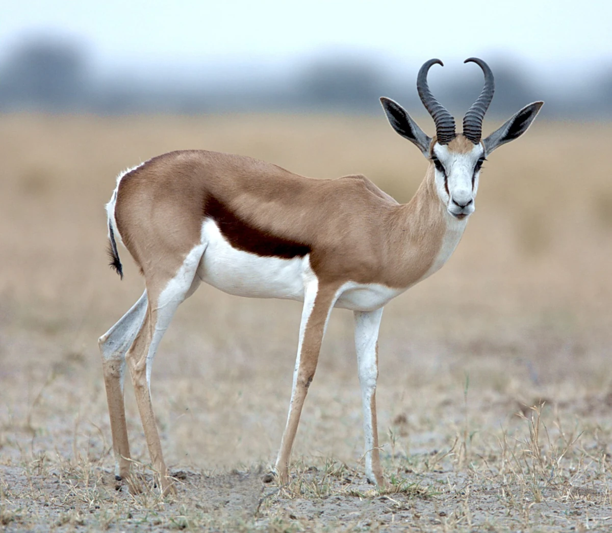 Springbok | Beast Wars Transformers Wiki | Fandom