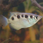 Archerfish | Beast Wars Transformers Wiki | Fandom