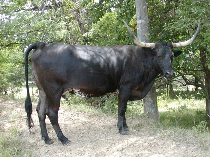 Bull | Beast Wars Transformers Wiki | Fandom